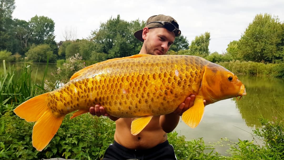 Cottington Lakes - Fishing Location in Kent - Details, Species & More